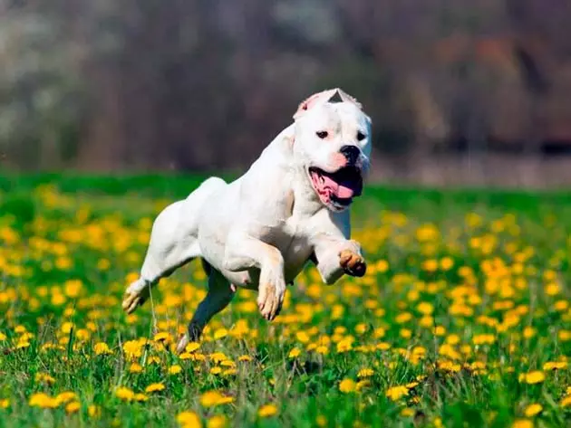 Och wann se an der Erscheinung déi argentinesch Mastiff aggressiv sinn, si se tatsächlech ganz roueg a frëndlech.