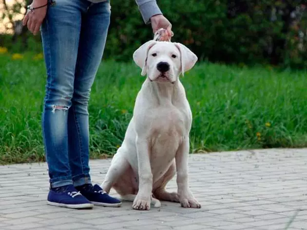 Es necesario comprar el mastín argentino después de pensar en todo: es un perro grande, lo que significa que requiere mucho espacio personal y una nutrición adecuada.