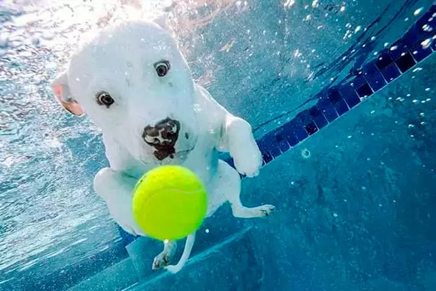 Ju pli aktiva estas la dogo argentino, des pli longa ĝi restas trankvila.