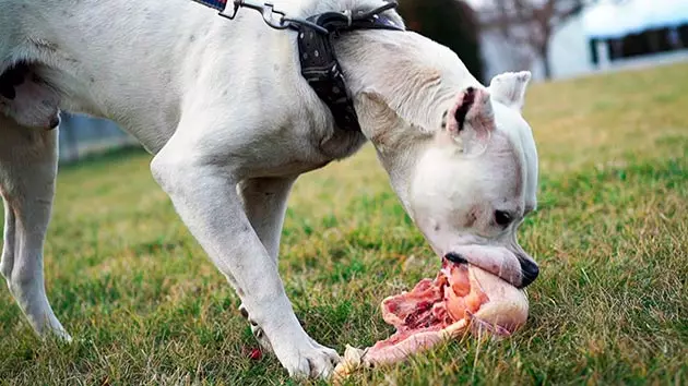 La carne debe estar presente en la dieta del gran danés.