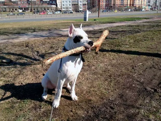 Et ass noutwendeg de Great Dane aus de fréie Deeg ze trainéieren an dëse Prozess net ze stoppen.