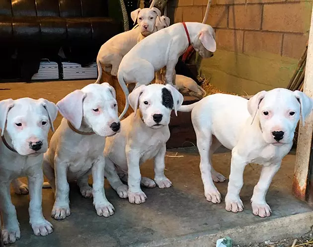 Al comprar cachorros de dogo argentino, debe examinar su apariencia y ver qué tan activos son.