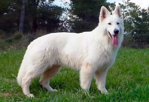 The Swiss White Shepherd is a medium sized dog with well developed muscles.