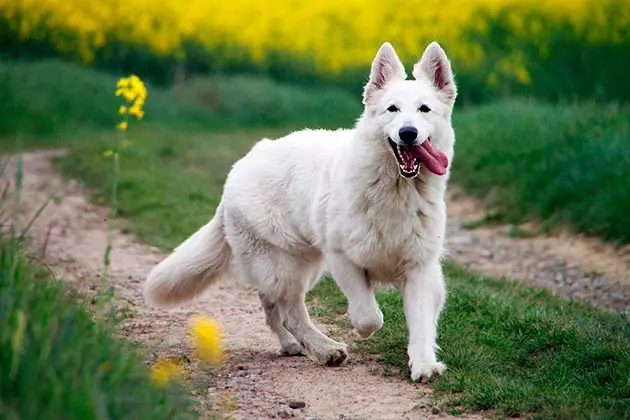 Keeping a white Swiss shepherd dog is not difficult, the main thing is to provide the pet with regular physical activity