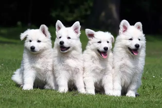 The price of a puppy of a white Swiss shepherd dog with a pedigree is quite high - about 20-30 thousand rubles