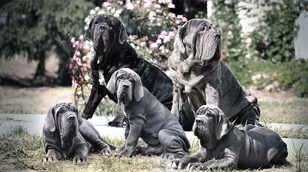 Keturunan anjing: Mastino Napoletano