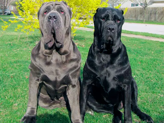 Hovedfarverne på den napolitanske mastiff er sort og grå.