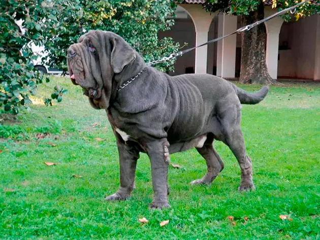 Die Besonderheit der neapolitanischen Mastiff-Rasse ist ihr Gang, der an die Bewegung eines Löwen erinnert.