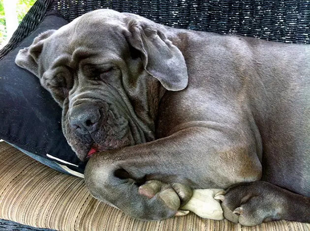 Neapolitan Mastiff tiasa kéngingkeun sunstroke dina cuaca anu panas - tetep émut ieu nalika cuaca panas