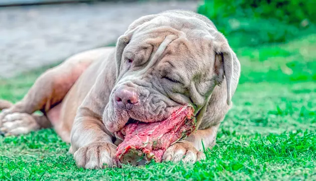 Aufgrund seines hohen Gewichts muss die Ernährung von Doggen ausgewogen sein.