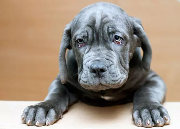 Mastino Neapolitano ist stark genug, und schwere Krankheiten treten hauptsächlich auf, wenn die Pflegeregeln nicht eingehalten werden