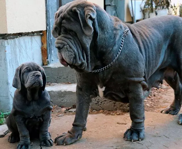 Mastino Neapolitano, kusabab ukuran sareng fitur latihanana, henteu disarankeun pikeun peternak anjing pemula