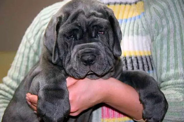 Omsorg for en meget loyal hund, men ejerne anbefaler ikke at starte denne race i familier med små børn