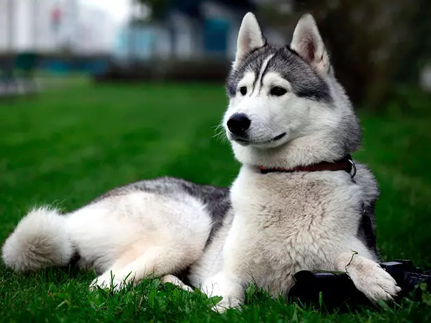 Razas de perros: Laika de Siberia Oriental