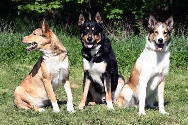 Huskies Siberia wétan duwe macem-macem warna jas