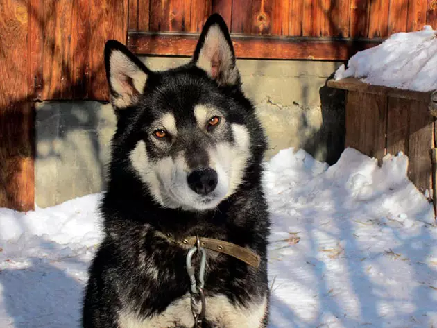 Huskies Siberia Wétan boga karakter saimbang, cukup ramah tur cocog pikeun boga ampir sagala umur