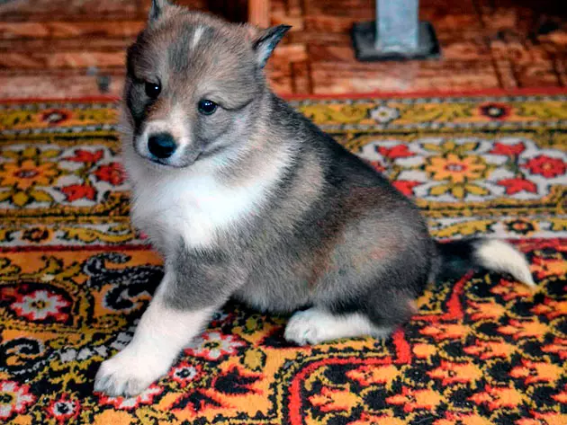 Gli husky della Siberia orientale hanno un sottopelo spesso e necessitano di una spazzolatura regolare