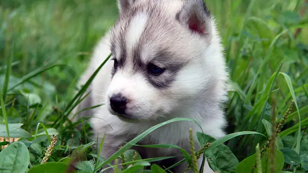 El Laika de Siberia Oriental goza de buena salud y, con el cuidado adecuado, hará las delicias del propietario durante muchos años.