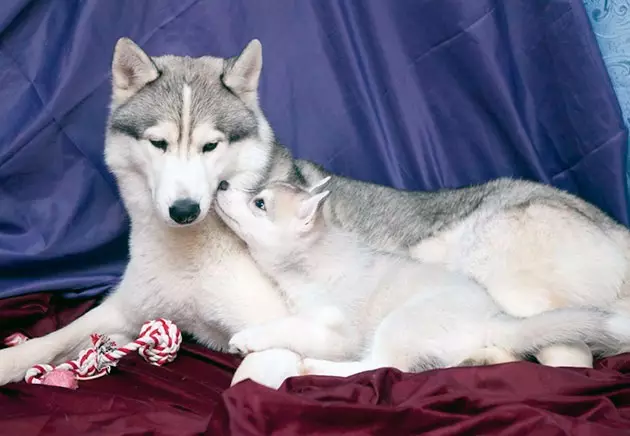 Es necesario criar al husky de Siberia Oriental desde una edad temprana.