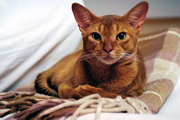 Gato abisinio: foto, descripción, personaje, contenido, reseñas