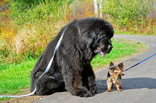 The character of the Newfoundland is calm, he is very social and sociable.