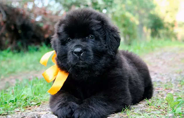 If you buy a Newfoundland for exhibitions, be sure to pay attention to the appearance, but the price will be much higher.
