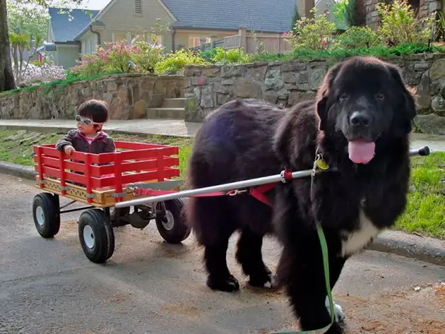 Newfoundland owners say they are very social dogs that require constant attention.