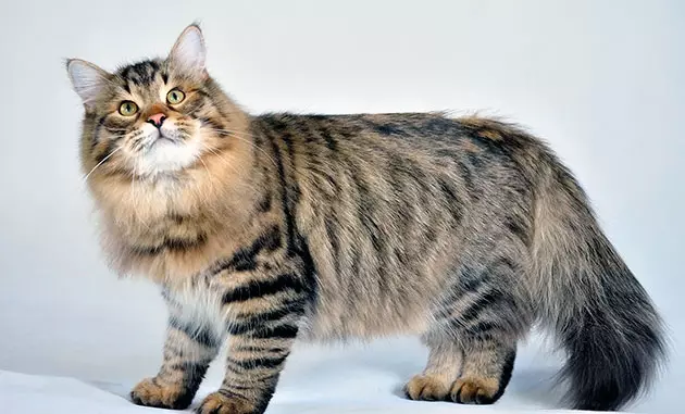 Kirasê pisîkekî Sîbîryayî divê bi dirêjahiya navîn û bi jêrzemîneke qalind be.