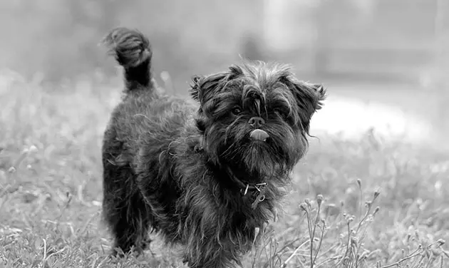 Pasmine pasa: Affenpinscher