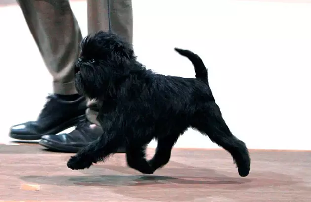 Affenpinscher heeft een vrij klein maar sterk lichaam