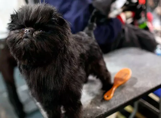 Aṣọ Affenpinscher jẹ isokuso ati inira, ati ohun ọsin rẹ nilo irun -ori nigbati ẹwu naa bẹrẹ lati tangle.