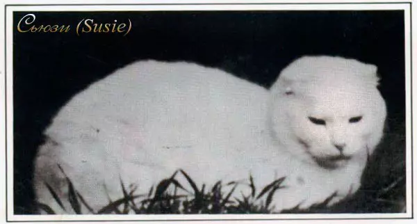 Races de chats : Scottish Fold