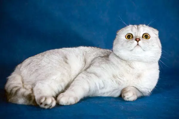 Ang Scottish Fold ay ipinakilala sa Russia noong unang bahagi ng dekada 90