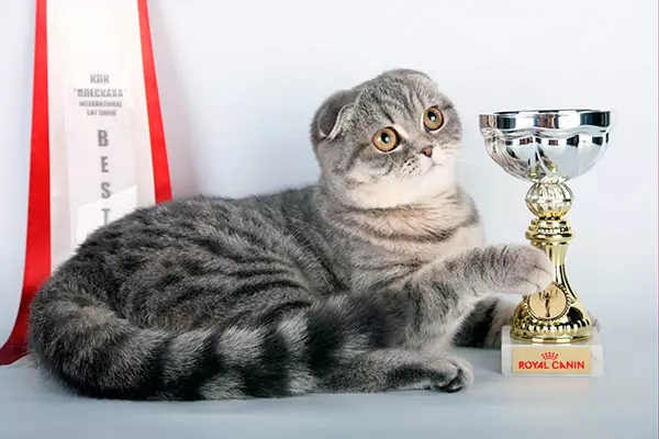 The body of Scottish folds should be medium in size, with rounded lines