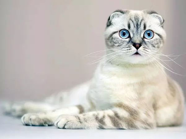 Scottish folds are very careful and selective when dealing with a person.