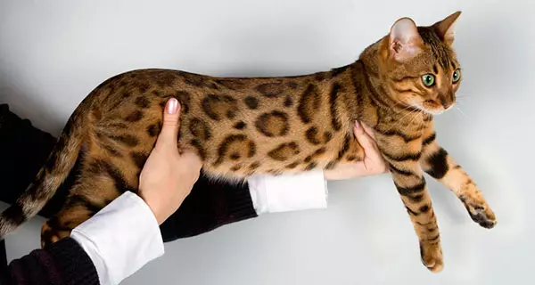 Amphaka Amphaka: Bengal Cat