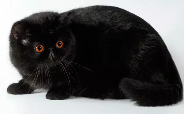 kucing persia hitam