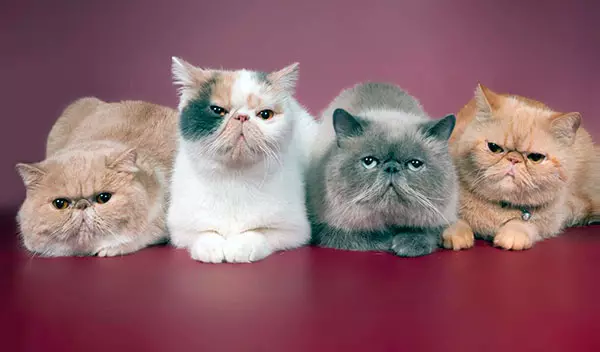 Warna populer dari kucing Persia