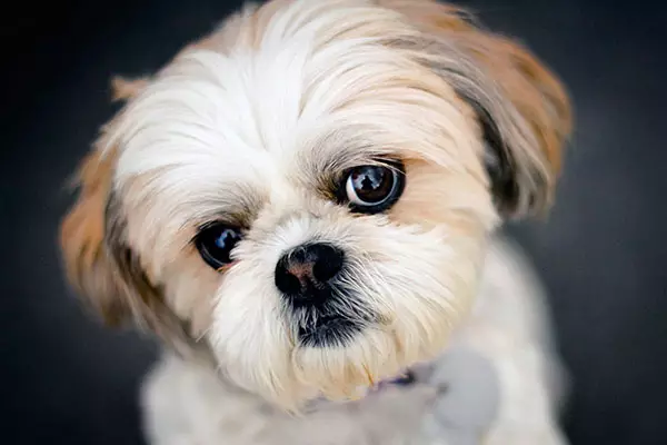 Shih Tzu people are more interesting than other dogs