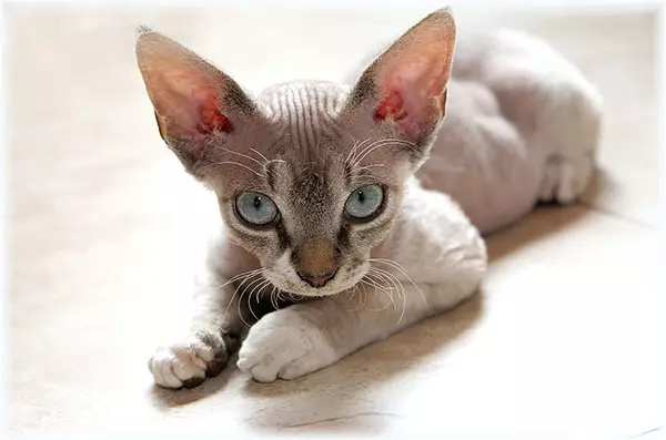 Kattenrassen: Devon Rex