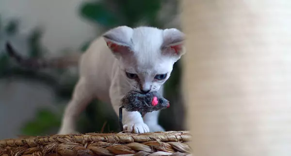 Karakter dan perilaku Devon Rex dalam banyak hal mirip dengan anjing.