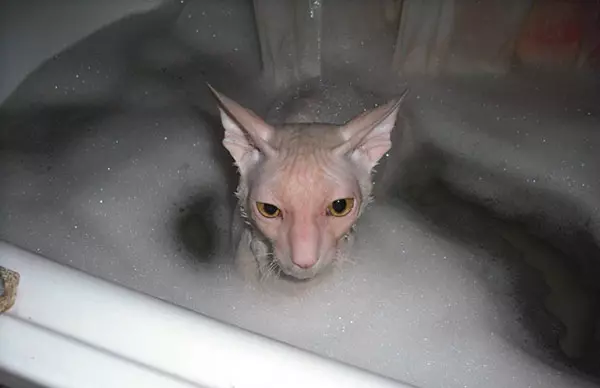 بالنسبة إلى Devon Rex ، تعد إجراءات المياه ضرورية مرة كل أسبوعين تقريبًا.