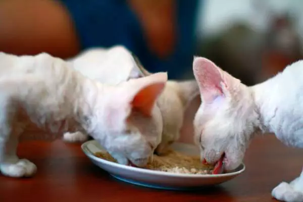 Devon Rex zijn grote liefhebbers van eten, en ook nogal kieskeurig over eten.