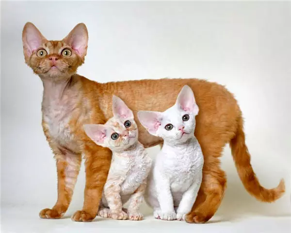 Ang isang Devon Rex na kuting na may isang mahusay na ninuno at mga dokumento ay nagkakahalaga ng halos 40,000 rubles