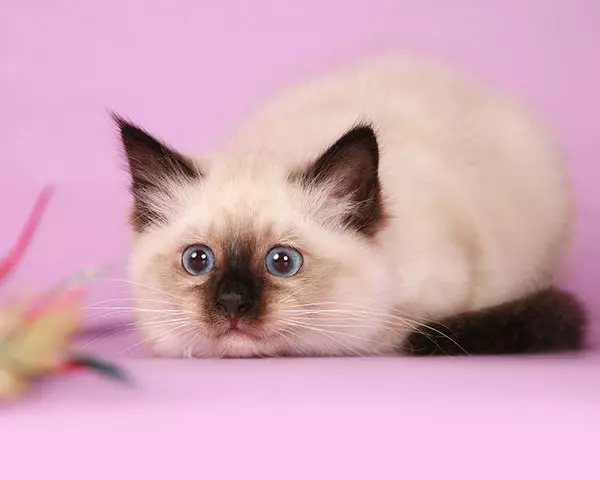 Os gatinhos birmaneses são criaturas muito curiosas, ativas e brincalhonas