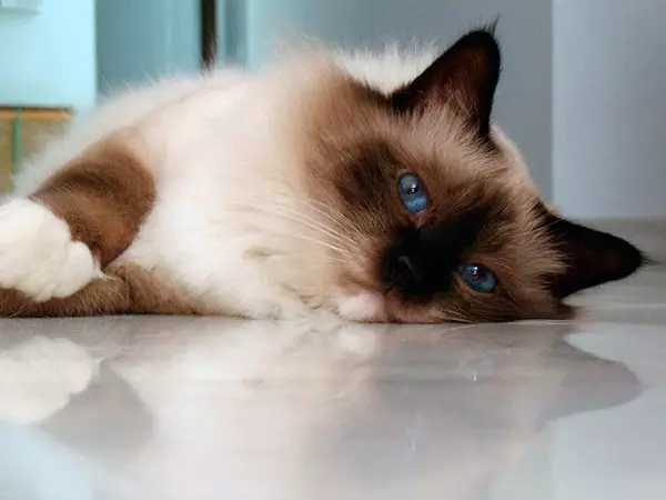 Os gatos birmaneses são conhecidos por sua saúde robusta