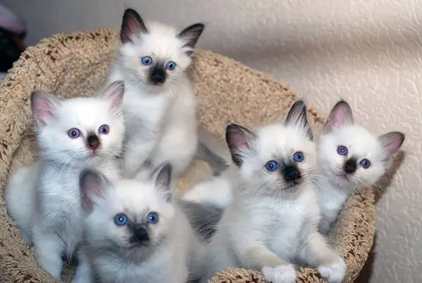 Gatinhos birmaneses com pedigree podem custar cerca de 25.000 a 70.000 rublos