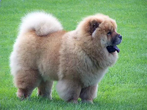 Mifugo ya mbwa: Chow Chow