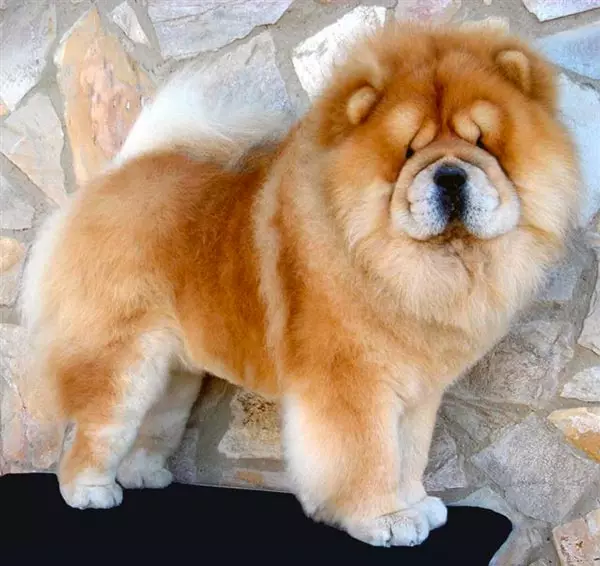 Chow Chow é un can compacto e resistente, cun corpo ben equilibrado, coa cola firmemente tendida nas costas