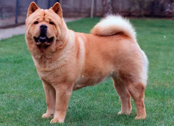 Variedade Chow Chow de pelo curto